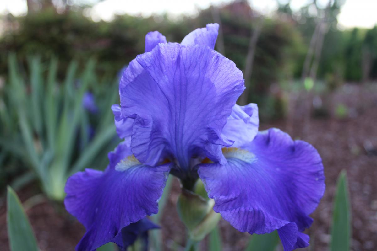 Pop Up Plant & Seed Sale! - Tulsa Botanic GardenTulsa Botanic Garden