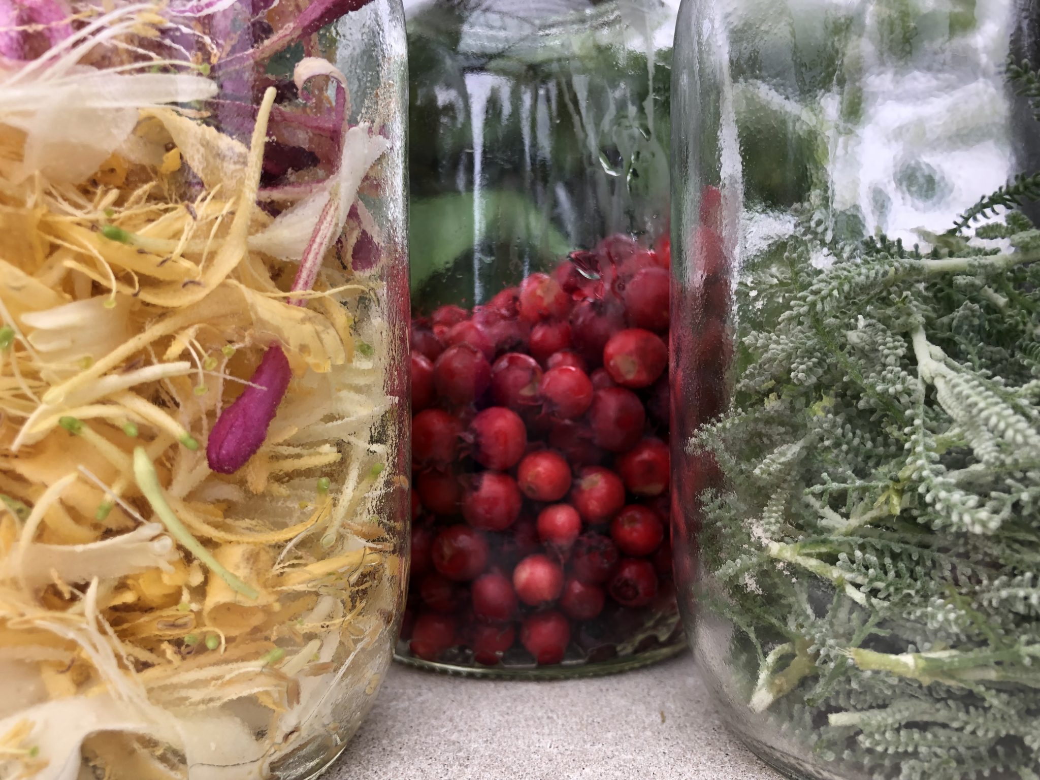 Tulsa Botanic Garden | Tulsa, Oklahoma |Tulsa Botanic Garden