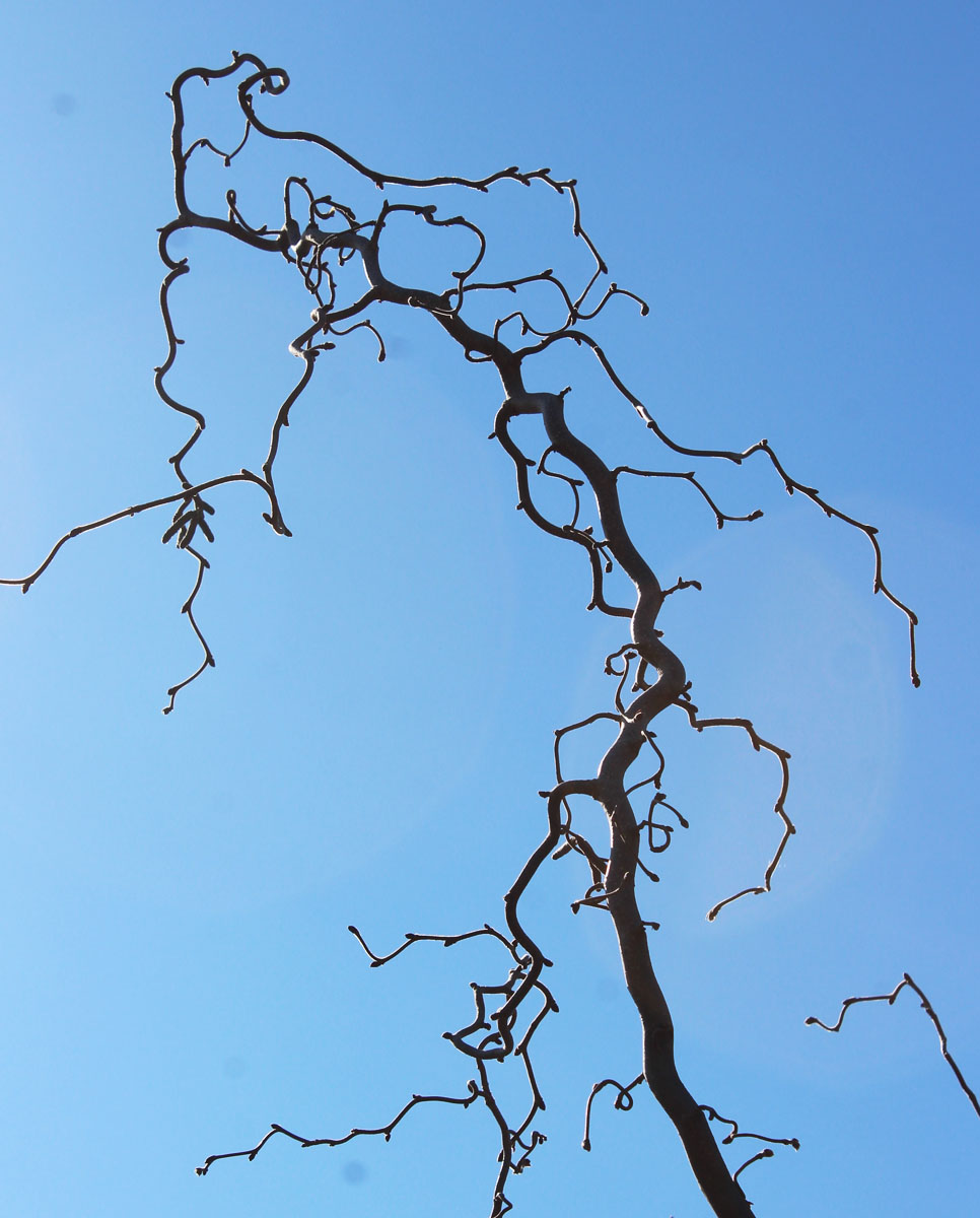 Winter Interest in the Garden - Tulsa Botanic GardenTulsa Botanic Garden