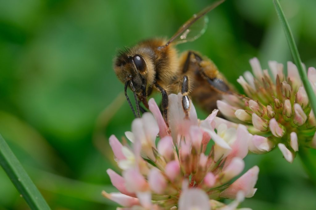 Natl. Pollinator Week: Make & Take Clover Craft - Tulsa Botanic ...