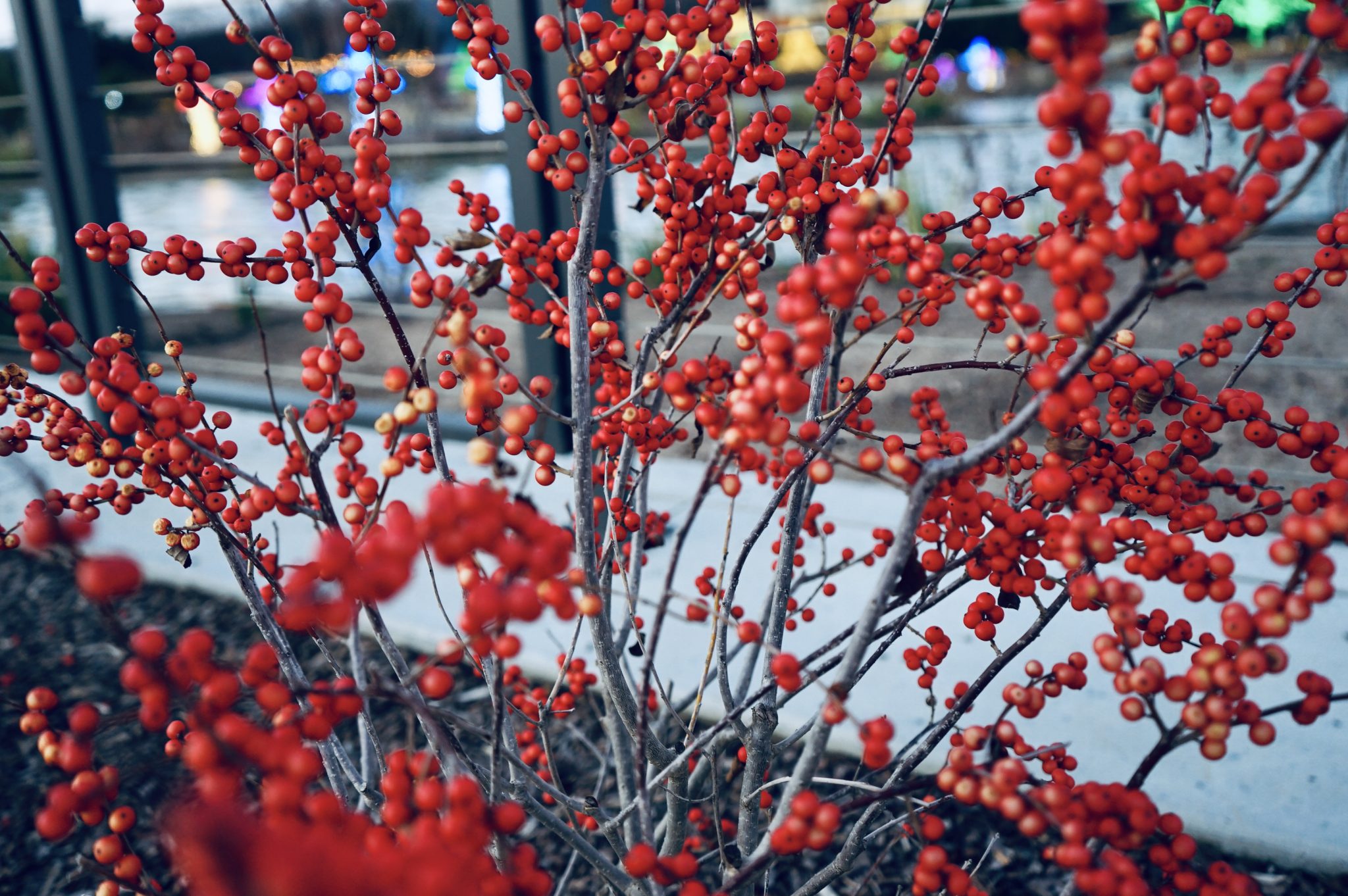 Tulsa Botanic Garden | Tulsa, Oklahoma |Tulsa Botanic Garden