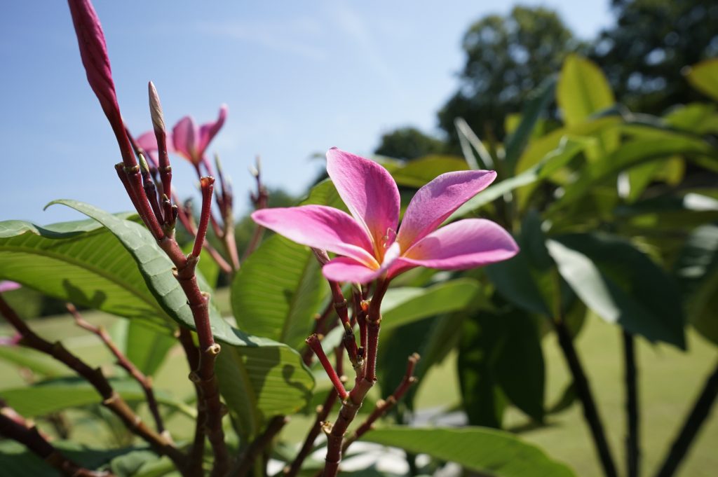 Tulsa Botanic Garden | Tulsa, Oklahoma |Tulsa Botanic Garden