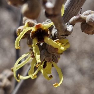 What's Blooming - Tulsa Botanic GardenTulsa Botanic Garden